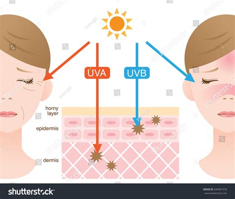 Mechanism Uva Uvb Radiation Stock Vector Royalty Free Shutterstock