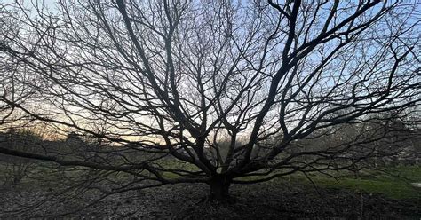 TREE PROTECTION ORDER PLACED UPON THE THREE BabeS NATURE RESERVE Salford Archive