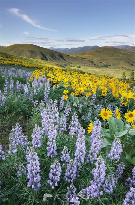 Methow Valley Wildflowers Alan Crowe Photography