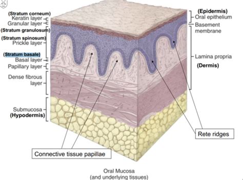 Histology Lecture 7 Oral Mucosa Flashcards Quizlet