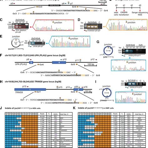 Ring Chromosome Formation A Ring Chromosome Formation By Double Strand