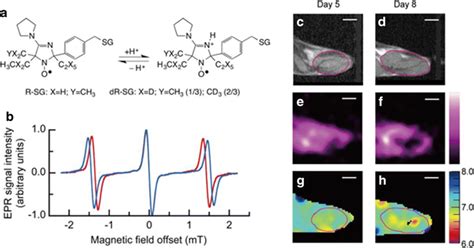 Epr Based Imaging Of Tumor Ph Chemical Structures And Scheme Of Download Scientific Diagram