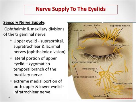 ANATOMY OF EYELID PRESENTED BY: Dr. Rahul Gupta 1 ST Year Resident Dept. Ophthalmology. - ppt ...
