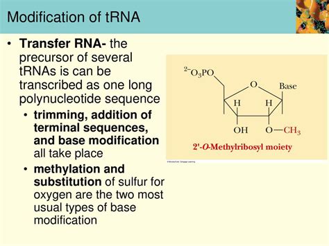 Transcription Synthesis Of Rna Ppt Download