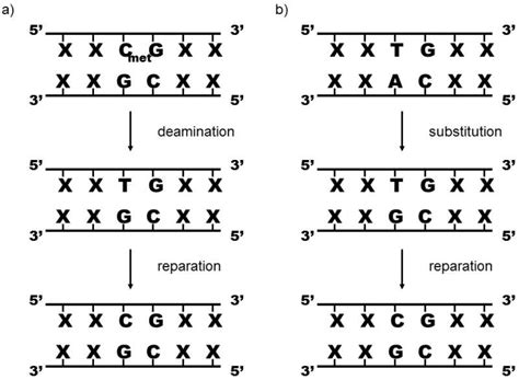 Vi11 Mutation Bias And Reparation Drive Are Two Closely Related And