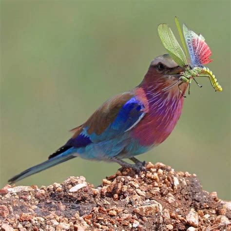 Compass Rose Images Maine Made