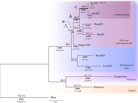 Maximum Likelihood Globin Tree 443 Bp Alignment Bootstrap Values Are