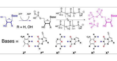 Synthetic Biology Pathway To Nucleoside Triphosphates For Expanded Genetic Alphabets Acs