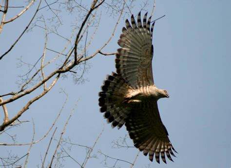 Jerdons Baza Aviceda Jerdoni