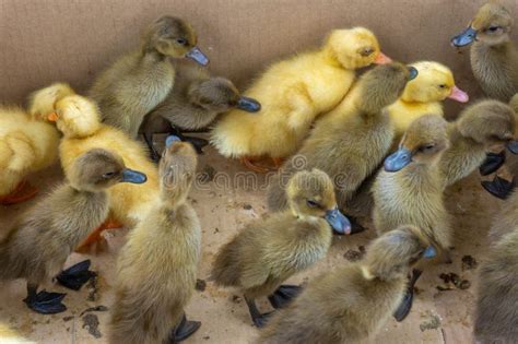 A Close Up Shot Of Cute Ducklings Stock Image Image Of Duckling