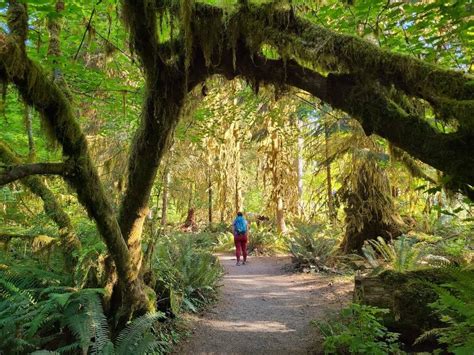 Mysteries Of Washington S Hoh Tree Spirits TouristSecrets