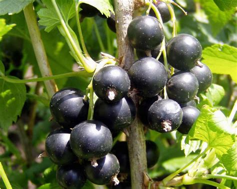 შავი მოცხარი Черная смородина Black Currants ჯანმრთელობა და მედიცინა