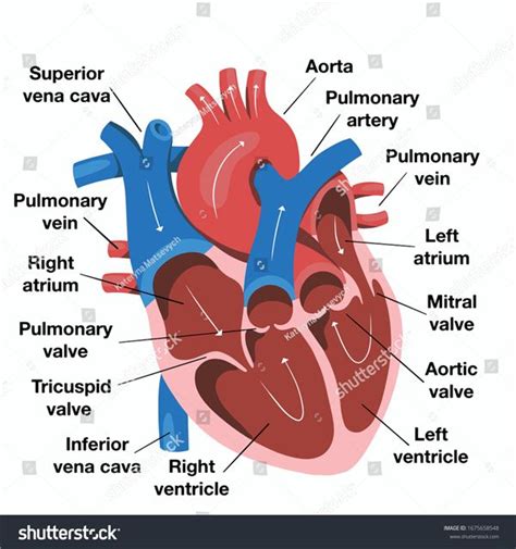 Heart Diagram Labelled Simple