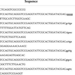 Primers Designed For Stem Loop MiRNAs Amplification Download Scientific Diagram