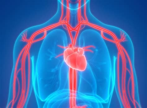 Listen To Your Heart Symptoms To Watch For Columbus Regional Health