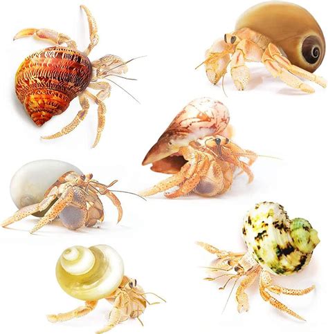 Sungrow Natural Hermit Crab Shells For Molting Protection And Shell