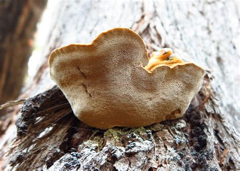 Ganoderma Sp Polypore Project Noah