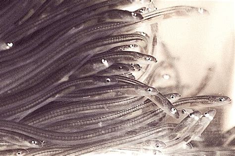 Freshwater Eel Poaching And Smuggling Wikipedia