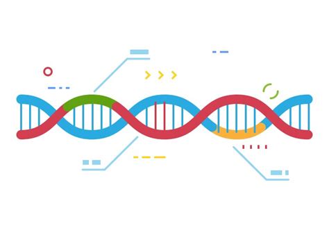 Infographic Dna And Rna Spiral Ribonucleic Vs Vector Image