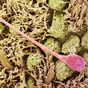 Scientists Caught Sperm Defying One Of The Laws Of Physics Sciencealert