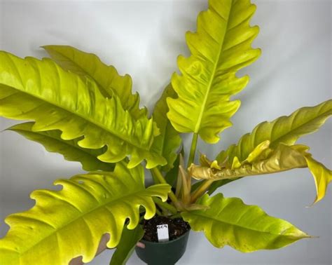 Philodendron Golden Crocodile Care Guide 2023