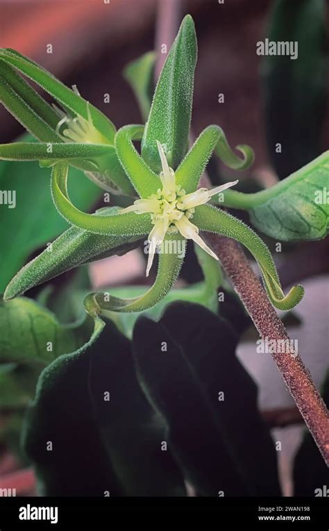 Hottentot Bread Fockea Edulis Apocynaceae Ornamental Succulent