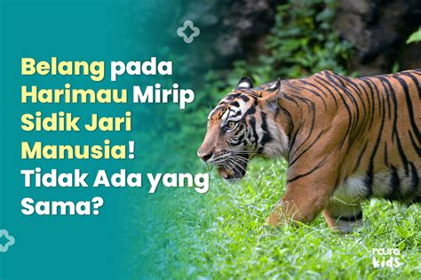 Belang Pada Harimau Mirip Sidik Jari Manusia Tidak Ada Yang Sama