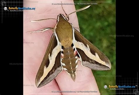 Galium Sphinx Moth