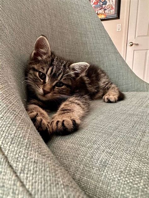 Frozen Kitten On Construction Site Was Waiting For Someone To Help Her The Dodo