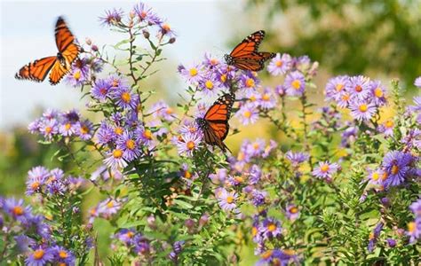 You Too Can Have A Beautiful Butterfly Garden Milbergers