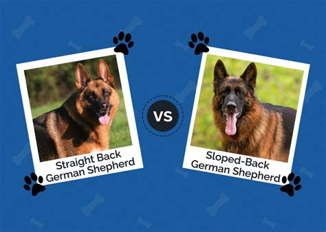 White German Shepherd Traits