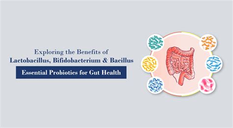 Benefits Of Lactobacillus Bifidobacterium And Bacillus