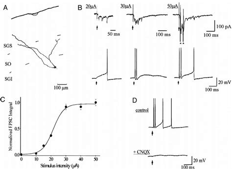 Synaptic Transmission Between The Superficial And Intermediate Layers Download Scientific