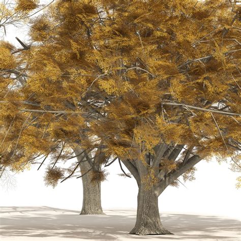 Autumn And Winter American Elm Trees Model Turbosquid 2005836
