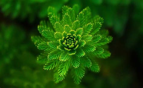 An Illustrated Glossary Of 49 Botanical Terms Storytellingco