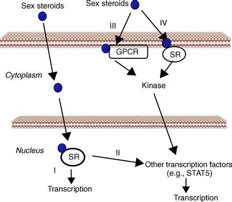 Sex Steroids And Growth Hormone Interactions Endocrinología Y Nutrición English Edition