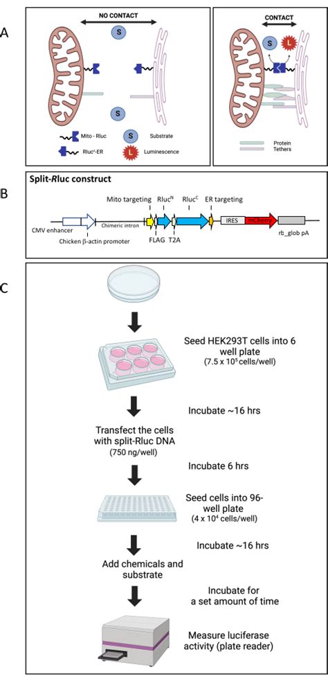 Split Luciferase Reassembly Assay To Measure Endoplasmic Reticulum Mitochondria Contacts In Live
