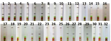 Lateral Flow Strips Showing Rpa Lfa Test Results Of Commercial Samples