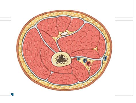Labeling Thigh Cross Section Diagram Quizlet