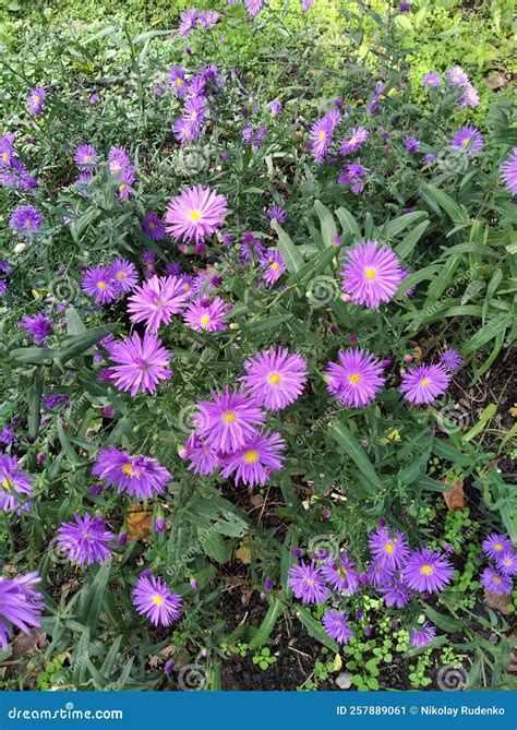 New England Aster Among Leaves And Grass Stock Image Image Of England