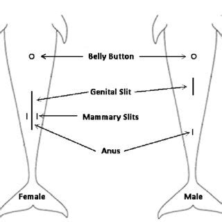 Sex Determination Of Common Dolphin Delphinus Delphis Anonymous Download Scientific