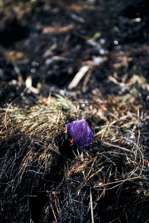 Forest Fire Violet Flower Emerging From Charred Ground After Wildfire