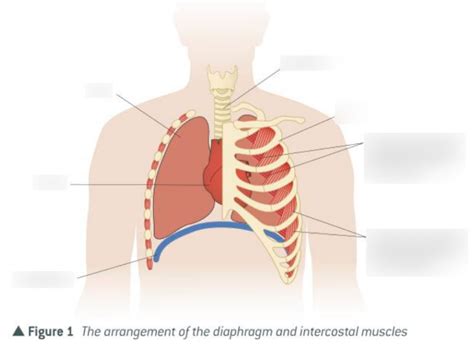 Diagram Of Gas Exchange Quizlet