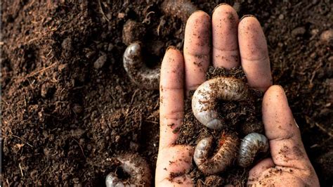 Lawn Worm What Are Lawn Worms And How To Get Rid Of Them