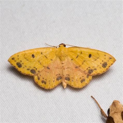 44 Types Of Yellow Moths Pictures And Identification
