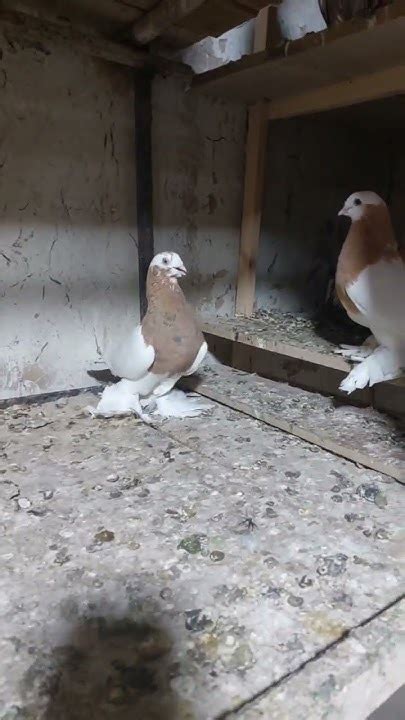🇺🇿UZB🇺🇿 #капкан #Kabutar #голуби #pigeons #ташкент #shorts - YouTube