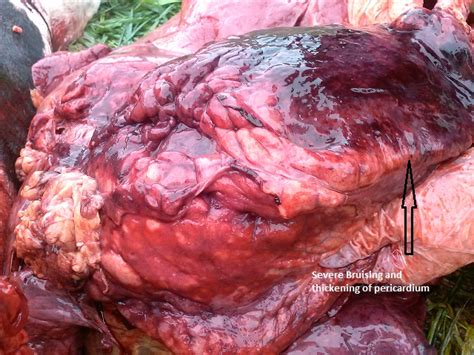 A Day In The Life Of A Cow Vet Yummy Vegetative Endocarditis With A Side Of Pericarditis
