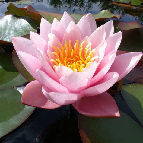 Nymphaea Anna Epple Seerosensorten