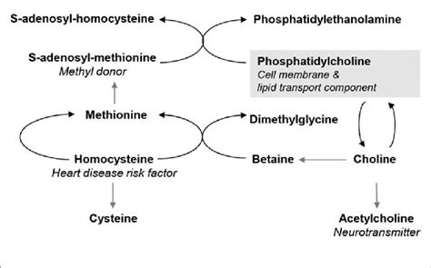 Schematic Of The Conversion Pathways Of Phosphatidylcholine To Its Download Scientific Diagram