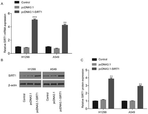 transfection with pcdna3 1 sirt1 in non small cell lung cancer cells